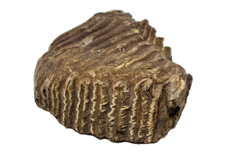 Interactive school sessions - Hackney Museum - Hackney Museum