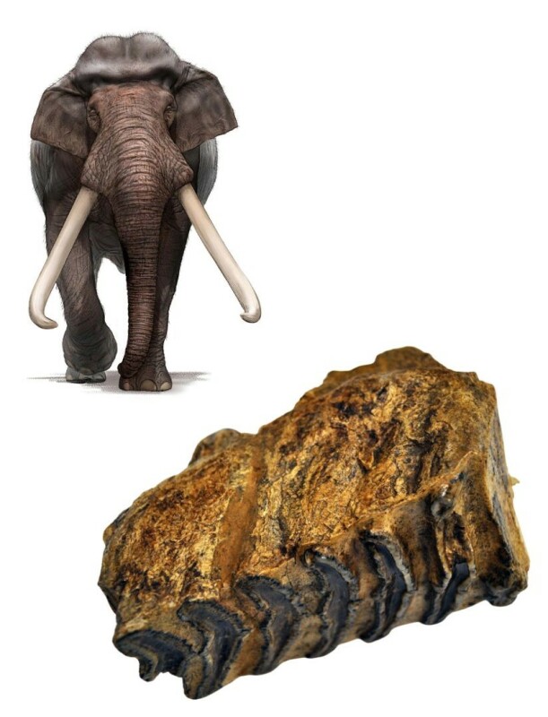 Stone Age Hackney: Prehistoric Animals - Hackney Museum